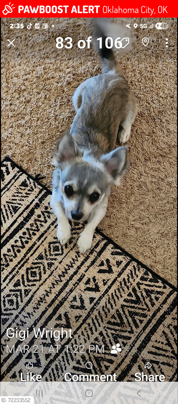 Oklahoma City, OK Lost Male Dog, Smokey Is Missing | PawBoost