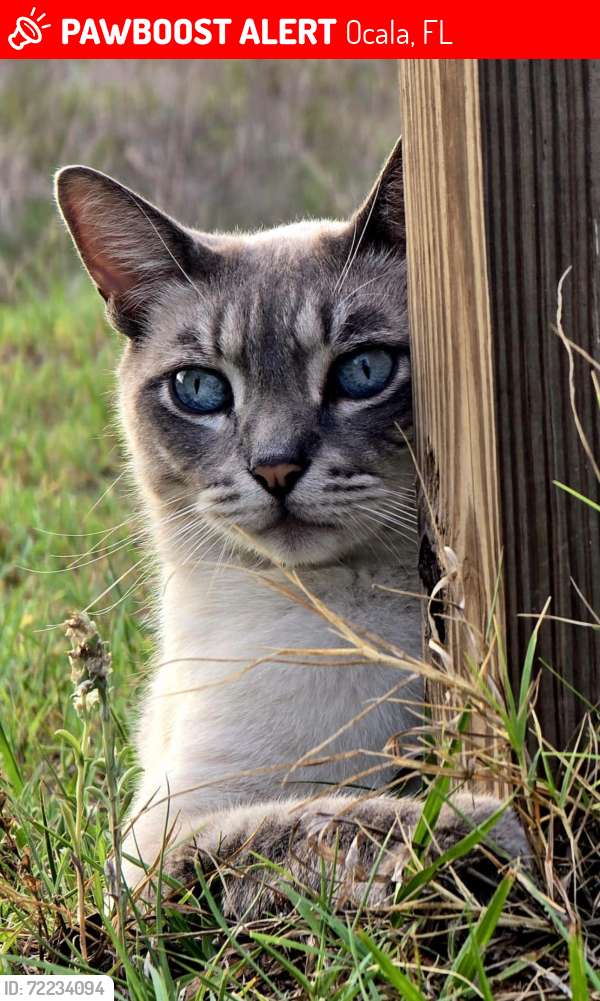 Ocala, FL Lost Male Cat, Theo Is Missing | PawBoost