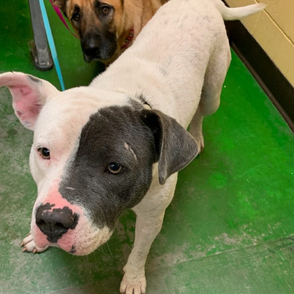 Memphis, TN Lost Male Dog, APOLLO Is Missing | PawBoost