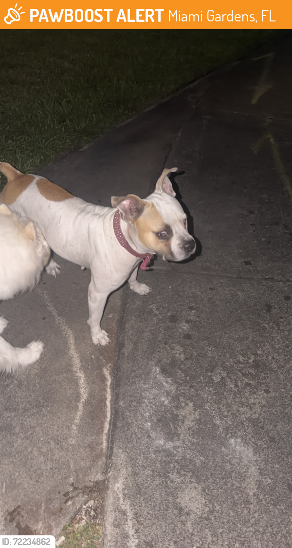 Miami Gardens, FL Stray Female Dog Found Near 22nd ave and 183rd st ...