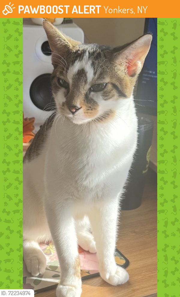 Yonkers, NY Stray Male Cat Found Near Cross county shopping center ...