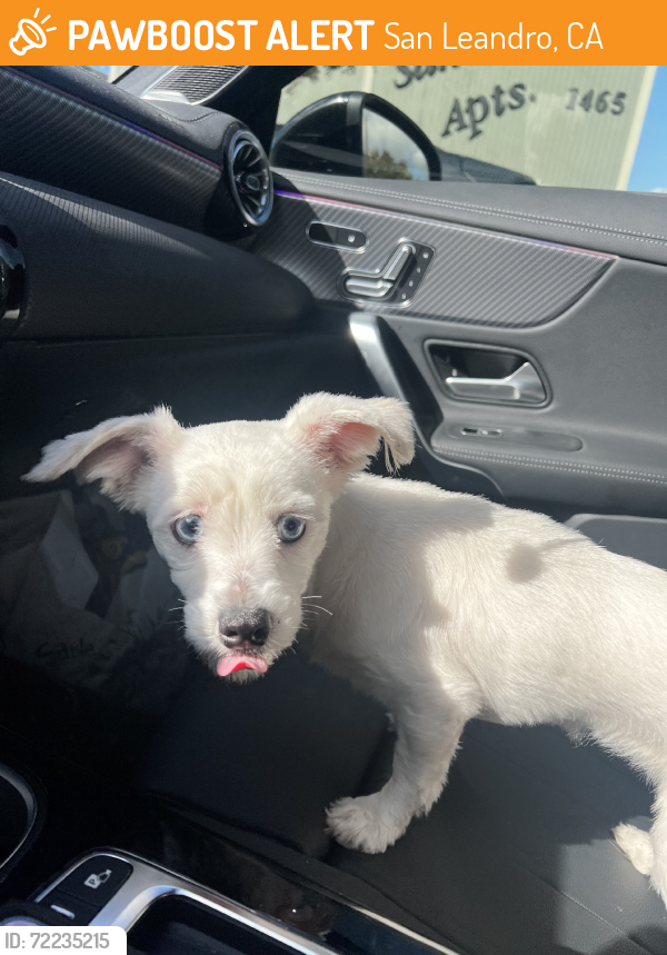 San Leandro, CA Stray Female Dog Found Near by the park | PawBoost