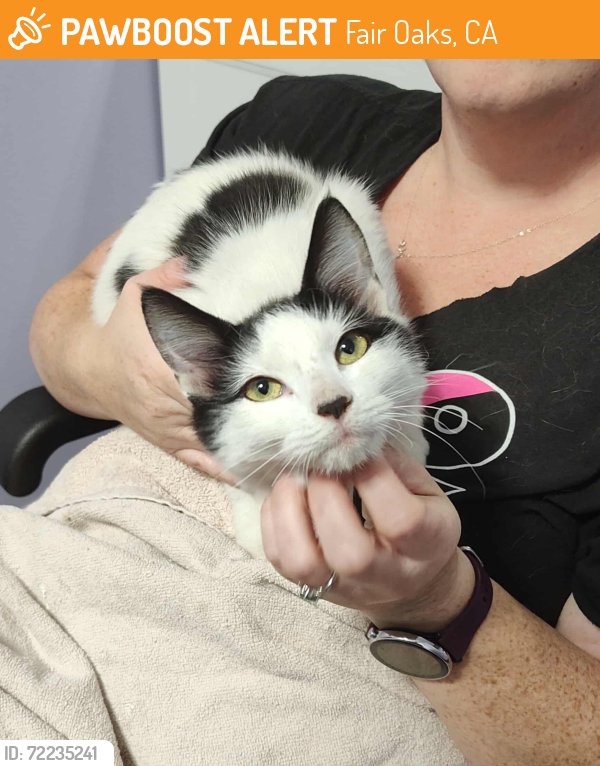 Fair Oaks, CA Stray Male Cat Found Near Kreth & San Juan | PawBoost