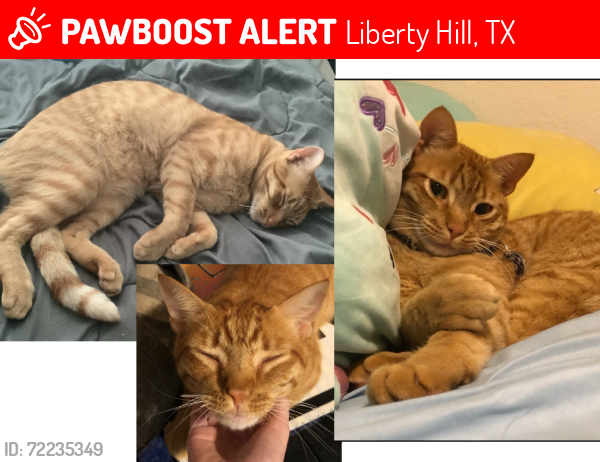 Liberty Hill, TX Lost Male Cat, Little Boy Is Missing | PawBoost
