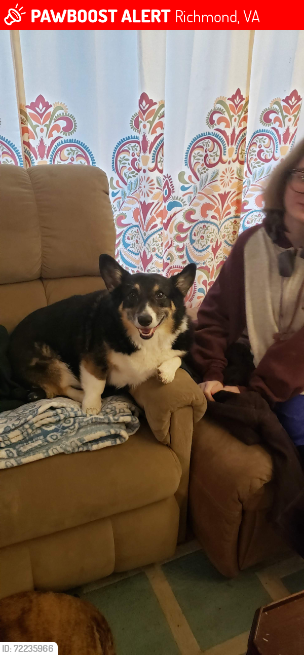 Richmond, VA Lost Male Dog, Chumlee Is Missing | PawBoost