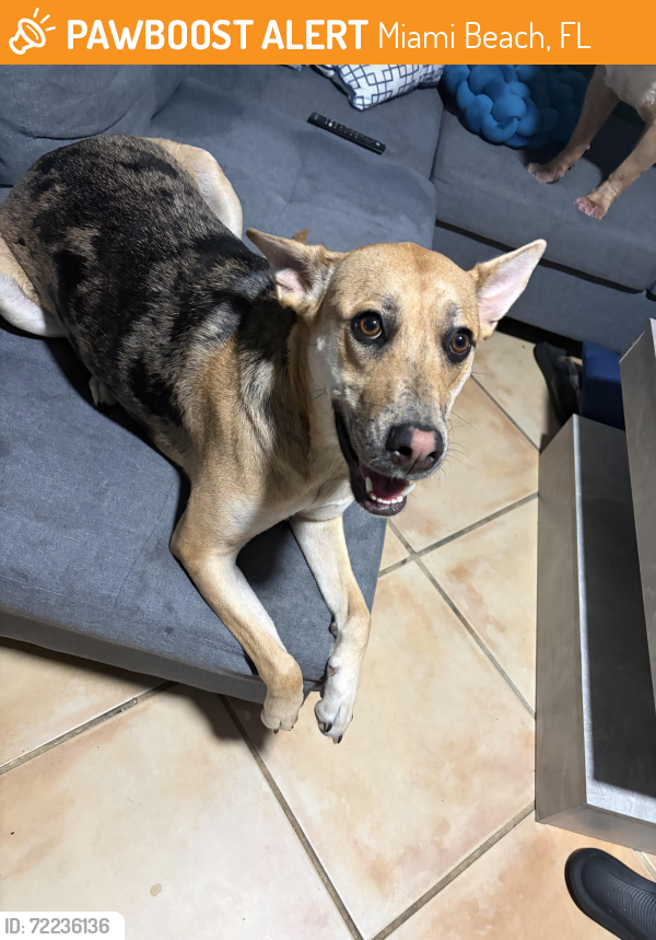 Miami Beach, FL Stray Female Dog Found Near Meridian Avenue | PawBoost