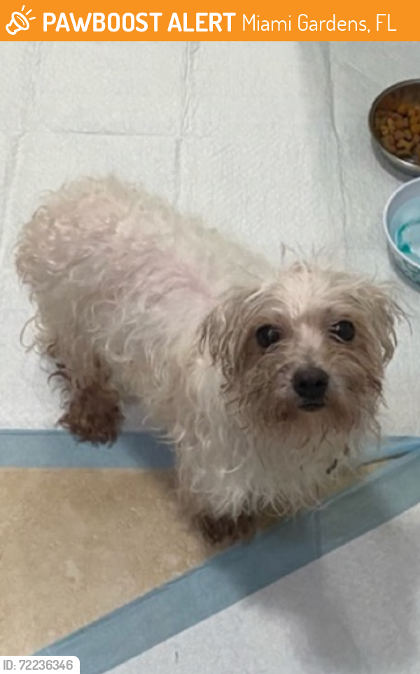 Miami Gardens, FL Stray Female Dog Found Near Miami Gardens | PawBoost