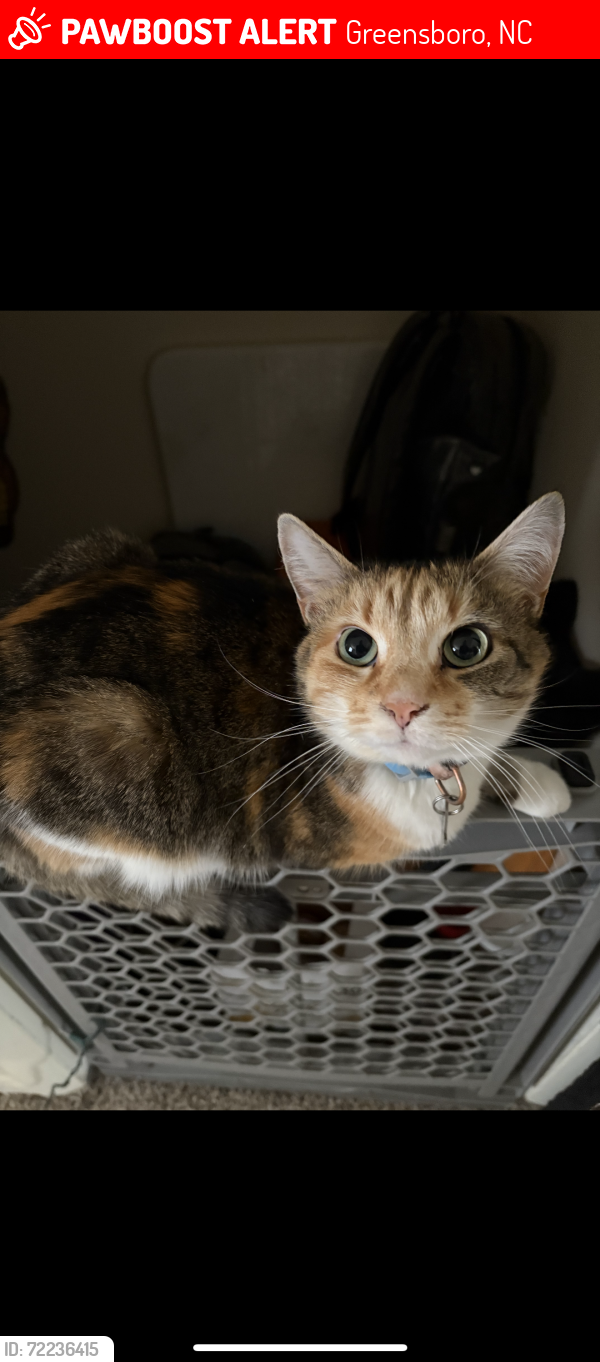 Greensboro, NC Lost Female Cat, Aries Is Missing | PawBoost