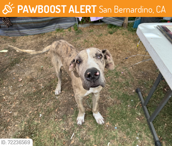 San Bernardino, CA Stray Male Dog Found Near D & 23rd st | PawBoost