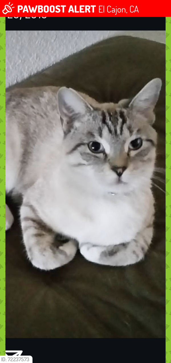 El Cajon, CA Lost Male Cat, Cooper Is Missing | PawBoost