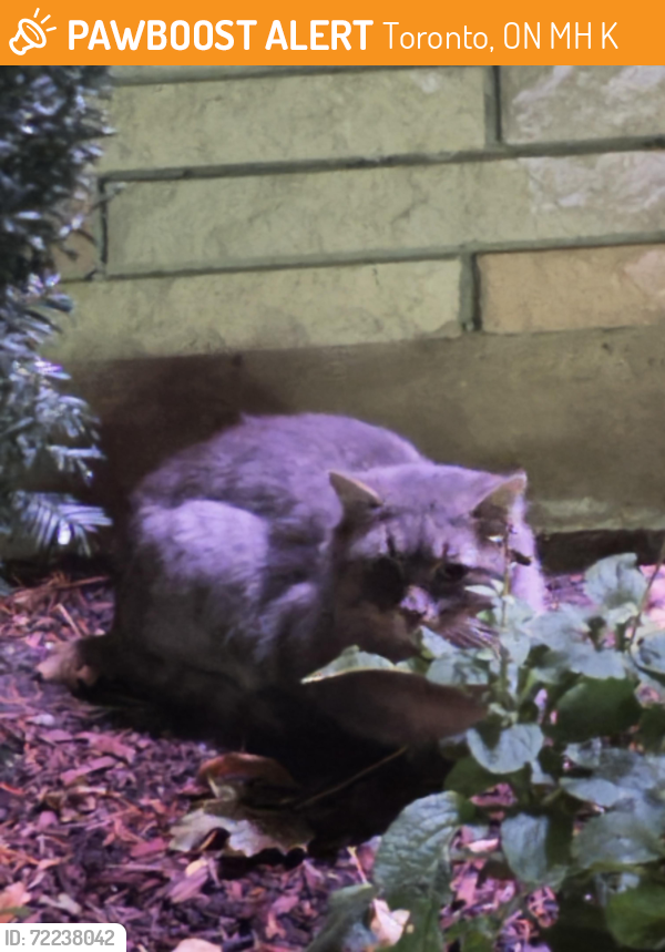 Toronto, ON Stray Cat Found Near Bellamy and ellesmere | PawBoost