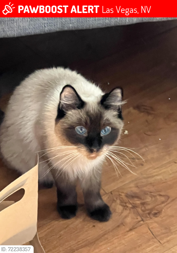 Las Vegas, NV Lost Female Cat, Duchess Is Missing | PawBoost