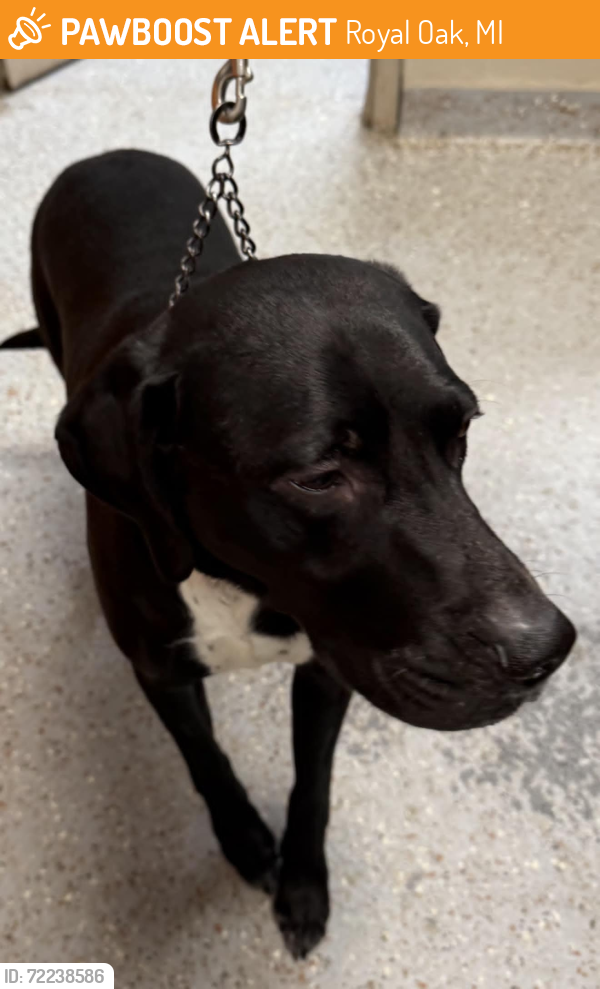 Royal Oak, MI Stray Dog Found Near Main Street and Hudson | PawBoost