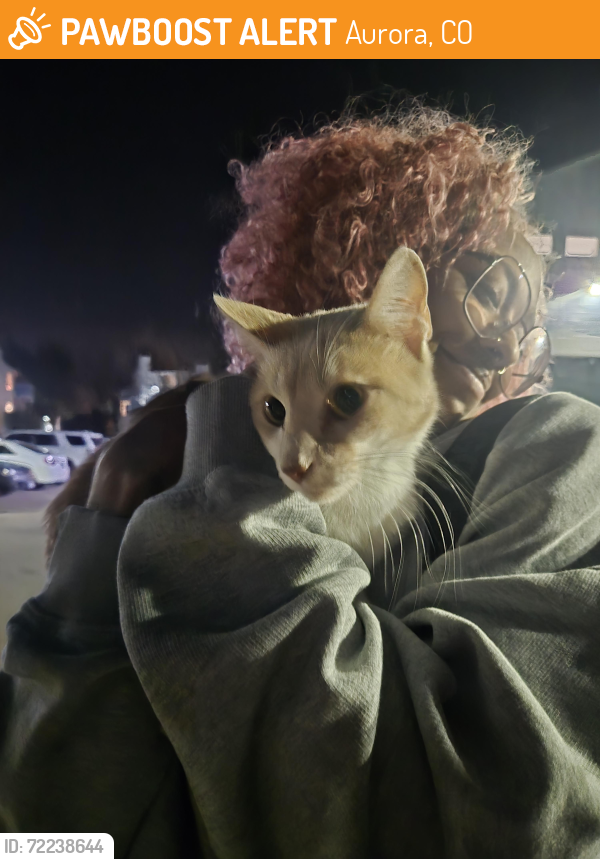 Aurora, CO Stray Cat Found Near Walker landing apmts | PawBoost