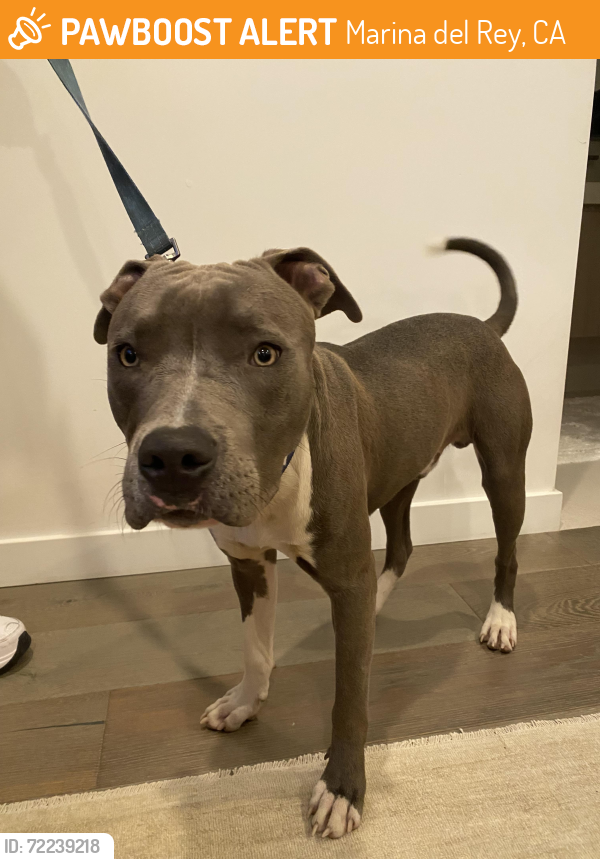 Marina del Rey, CA Stray Male Dog Found Near Lighthouse street and ...