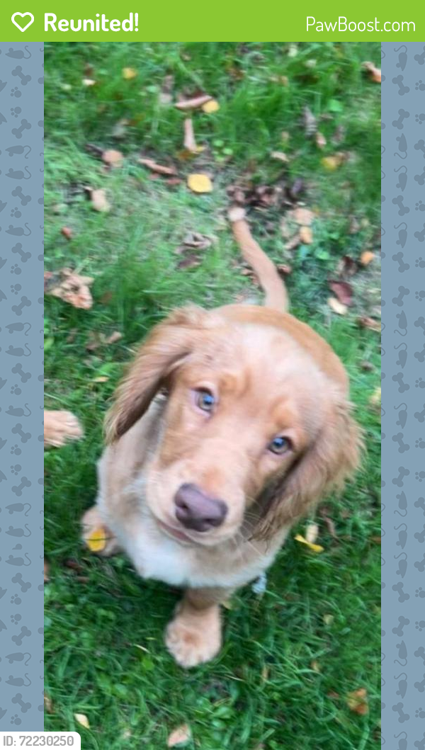 Reunited Male Dog in Longstanton, England CB24 3DS (ID: 72230250 ...