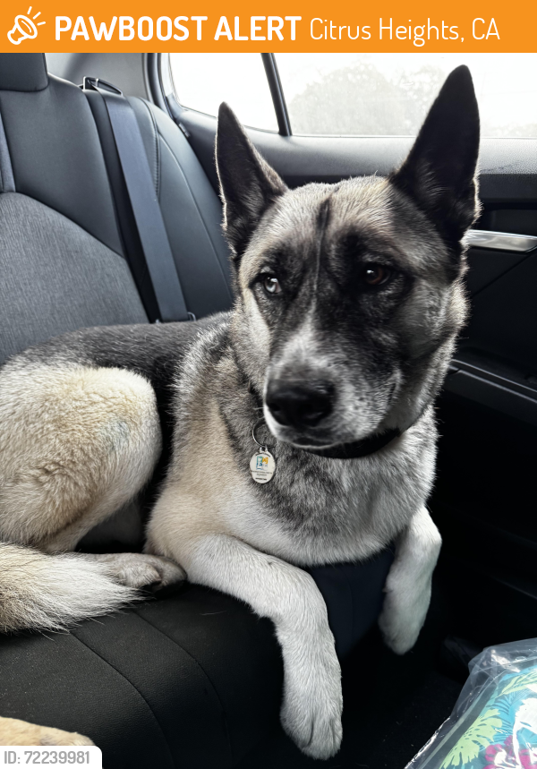 Citrus Heights, CA Stray Female Dog Found Near San Juan Ave | PawBoost