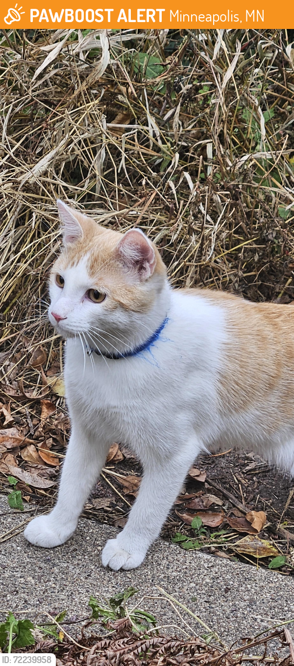 Minneapolis, MN Stray Cat Found Near 42nd and Bloomington Ave | PawBoost