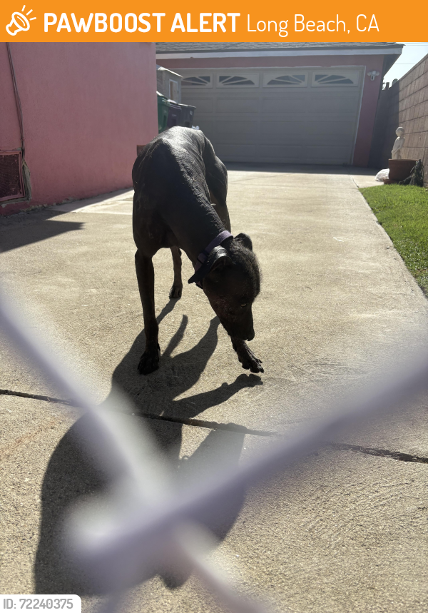 Long Beach, CA Stray Female Dog Found Near South St. & Orange Ave ...