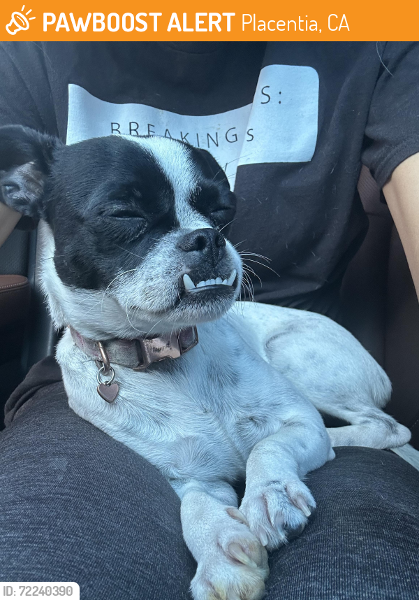 Placentia, CA Stray Female Dog Found Near Chapman and Bradford | PawBoost