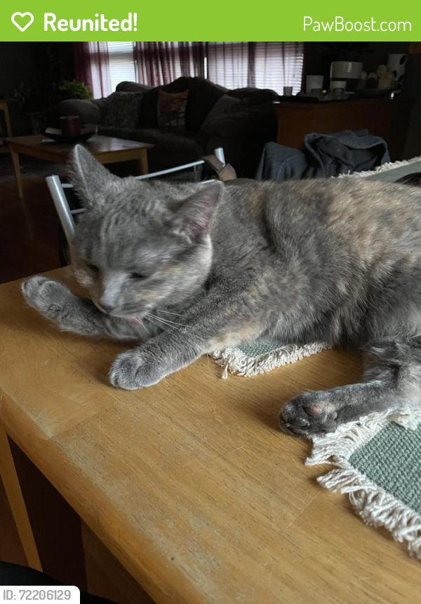 Reunited Female Cat in Minneapolis, MN 55429 (ID: 72206129) | PawBoost