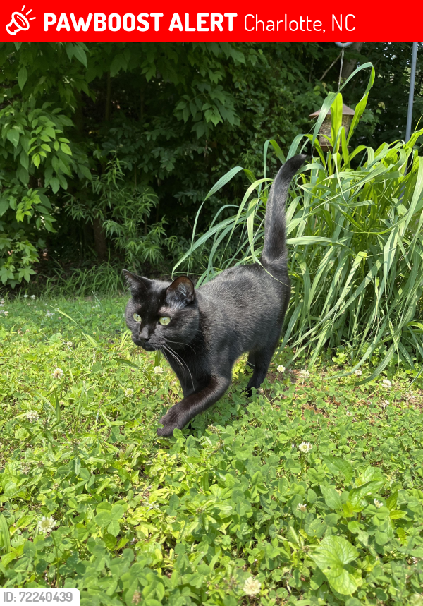 Charlotte, NC Lost Male Cat, Bmo (bee-moh) Is Missing | PawBoost