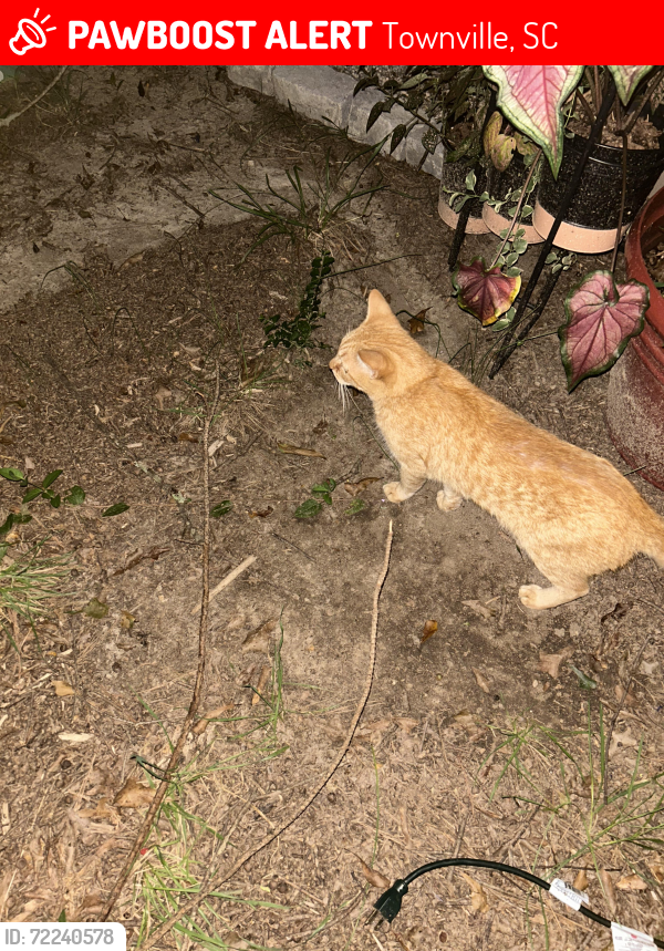 Townville, SC Lost Male Cat, Kevin Is Missing | PawBoost