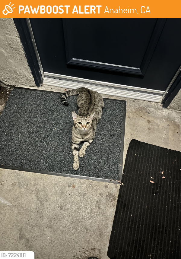 Anaheim, CA Stray Cat Found Near cerritos ave | PawBoost