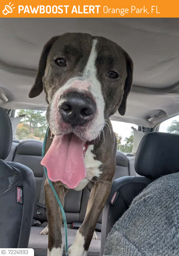 Orange Park, FL Stray Male Dog Found Near Debarry Ave and Post Oak Ct ...