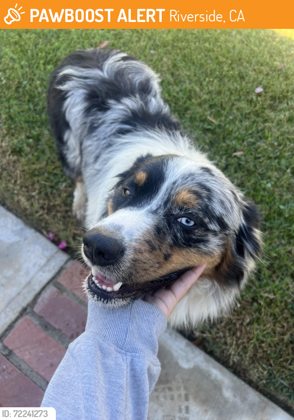 Riverside, CA Stray Male Dog Found Near Tyrolite St. | PawBoost