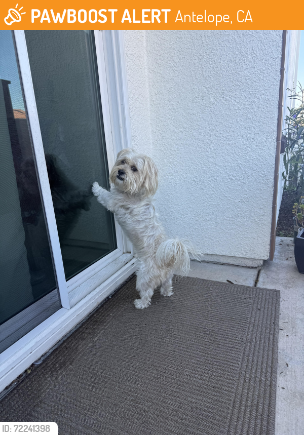 Antelope, CA Stray Male Dog Found Near Antelope rd | PawBoost