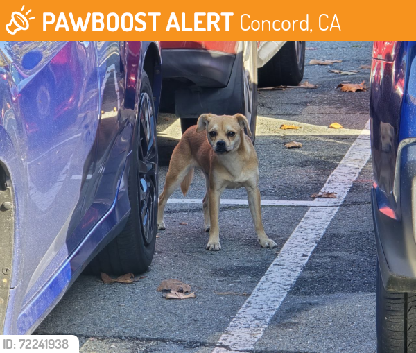 Concord, CA Stray Dog Found Near The parking lot closer to the taller ...