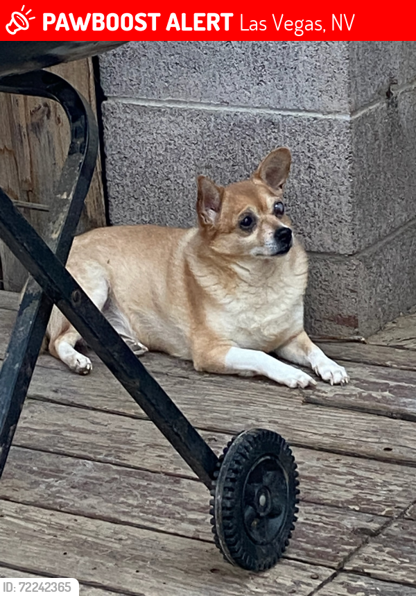 Las Vegas, NV Lost Male Dog, Charlie Is Missing | PawBoost