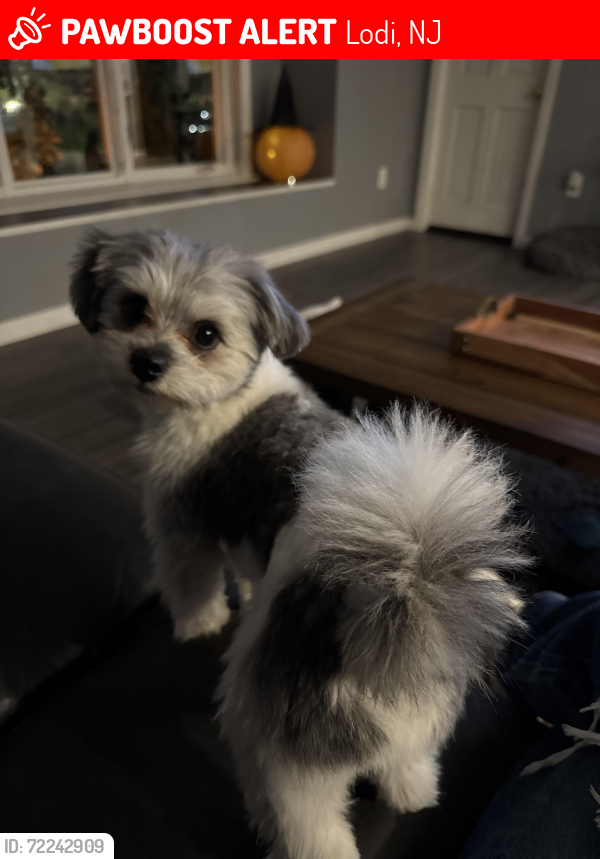 Lodi, NJ Lost Male Dog, Oreo Is Missing | PawBoost