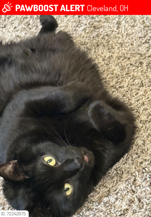 Cleveland, OH Lost Male Cat, Boo or fat fat Is Missing | PawBoost