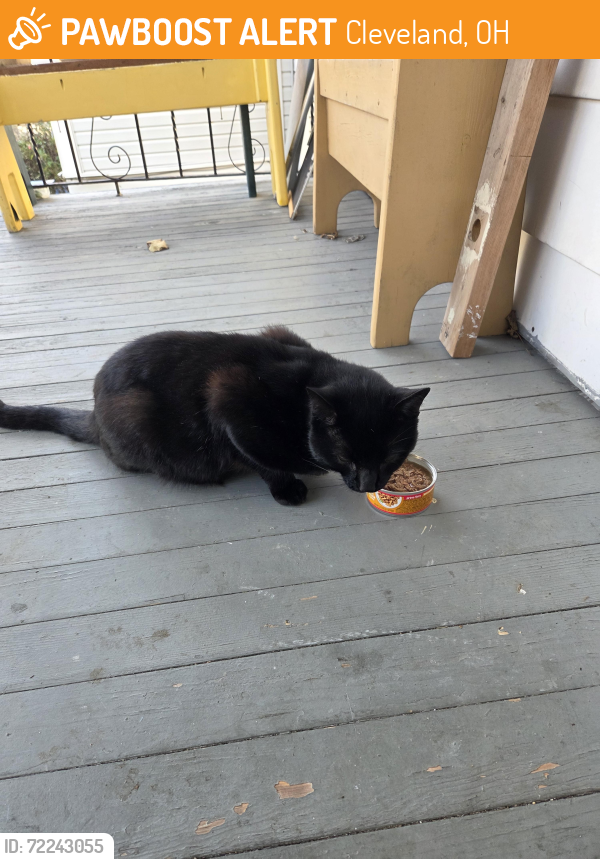 Cleveland, OH Stray Cat Found Near Near west 49th street | PawBoost