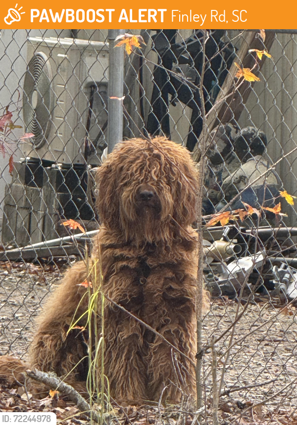 Finley Rd, SC Stray Dog Found Near Anderson rd | PawBoost