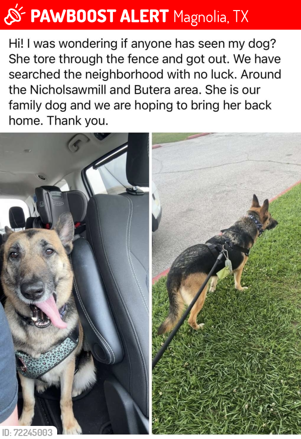 Magnolia, TX Lost Female Dog, Shadow Is Missing | PawBoost