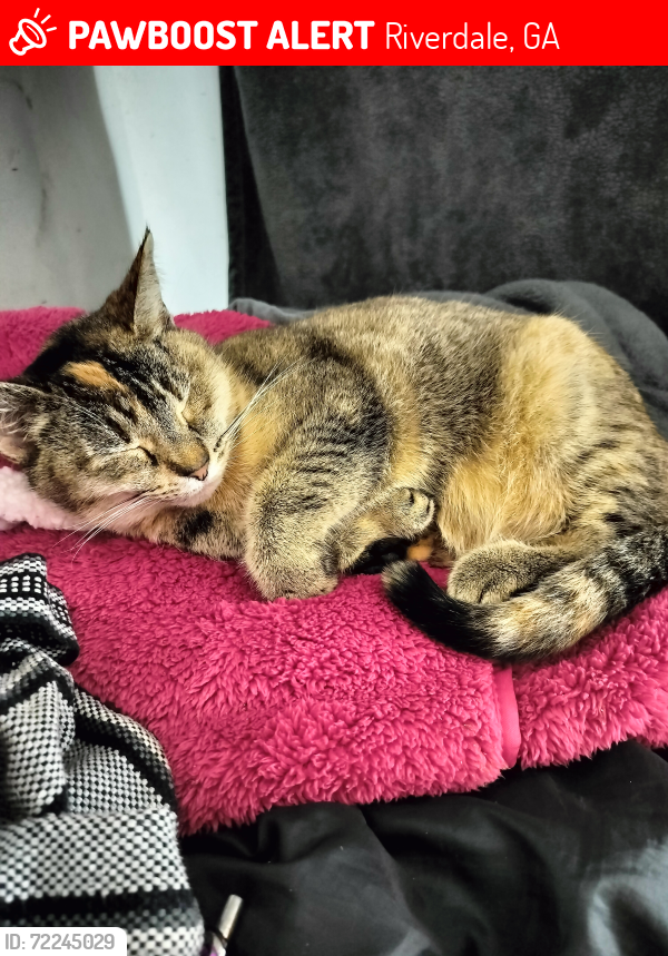 Riverdale, GA Lost Female Cat, Ginger Is Missing | PawBoost
