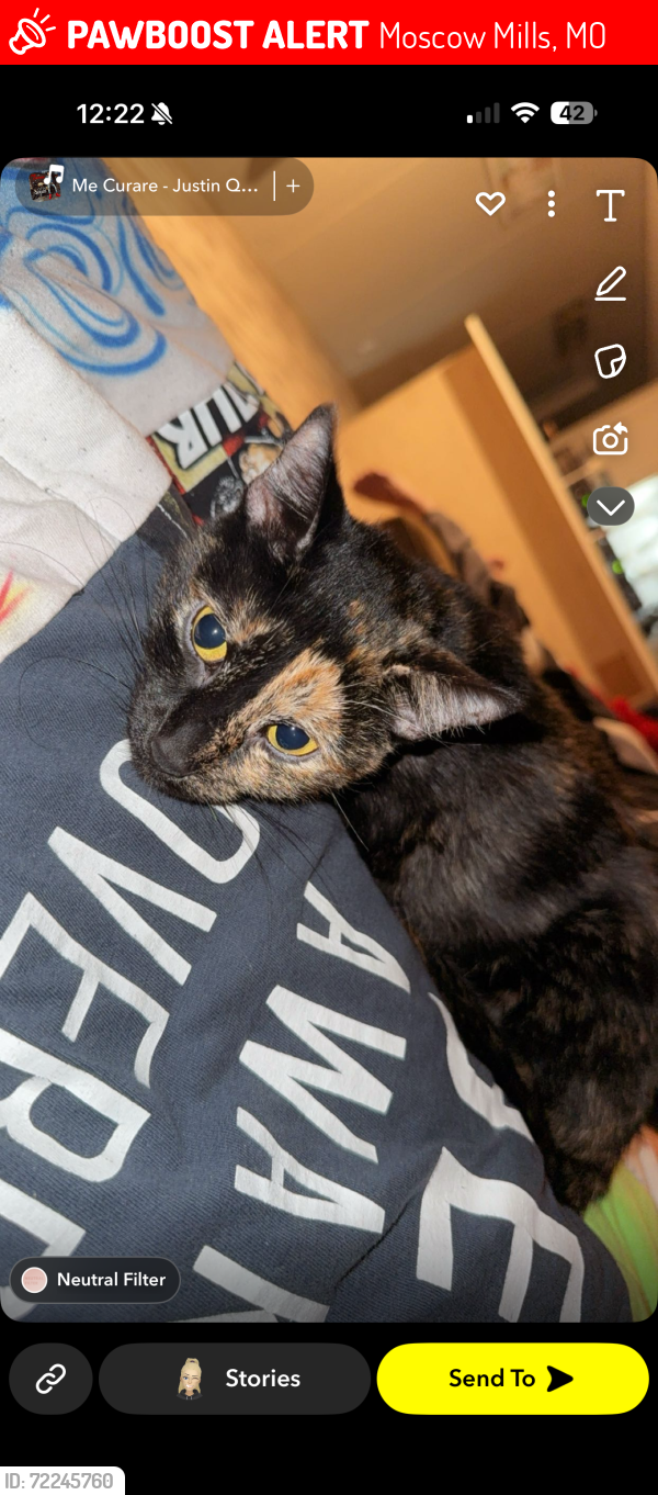 Moscow Mills, MO Lost Female Cat, Patches Is Missing | PawBoost