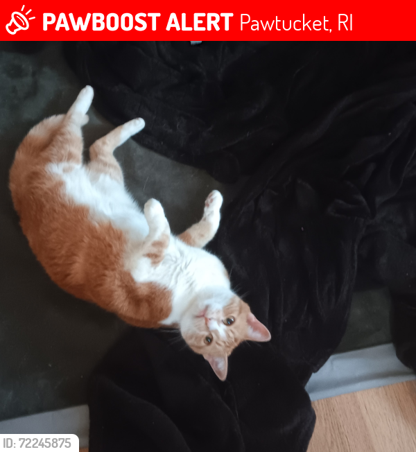 Pawtucket, RI Lost Female Cat, Chloe Is Missing | PawBoost