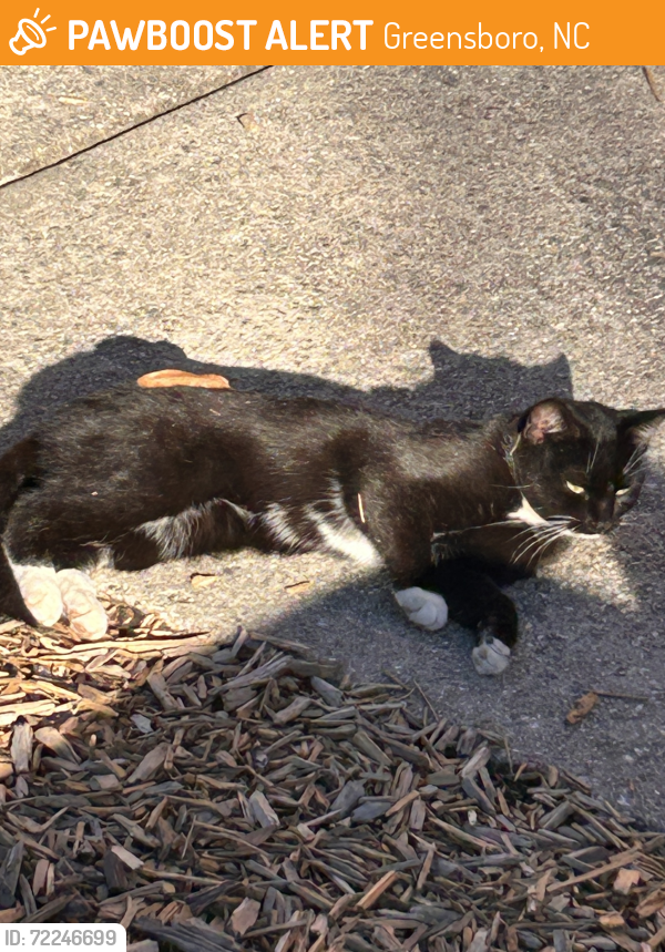 Greensboro, NC Stray Female Cat Found Near Mt. Hope Church and ...