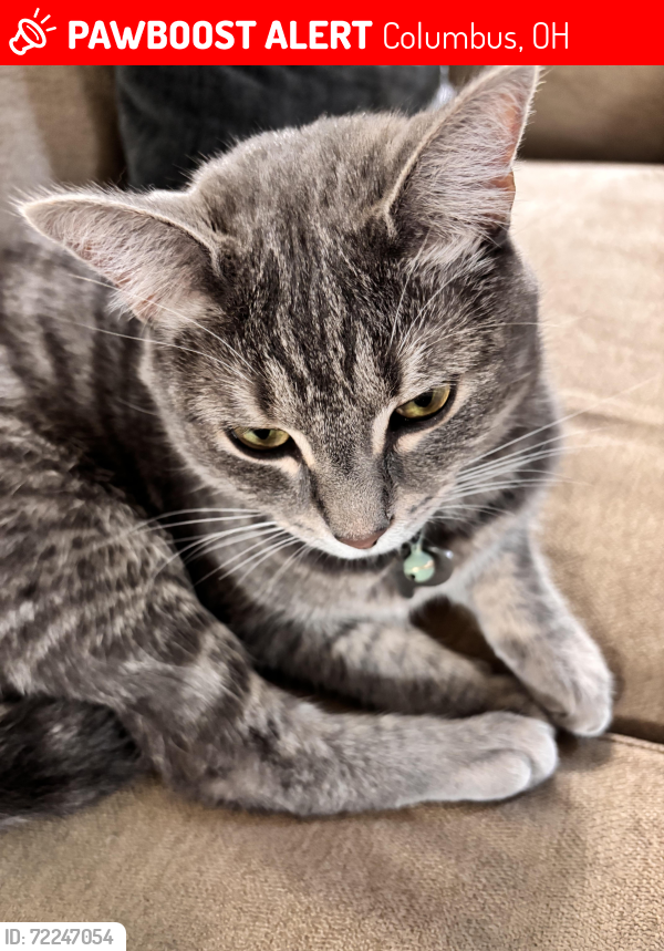 Columbus, OH Lost Female Cat, Molly Is Missing | PawBoost
