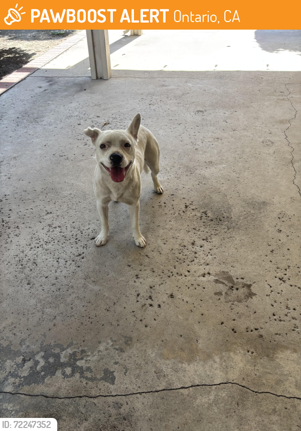Ontario, CA Stray Female Dog Found Near Riverside Vineyard | PawBoost