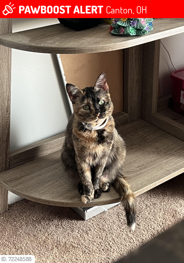 Canton, OH Lost Female Cat, Mae Is Missing | PawBoost