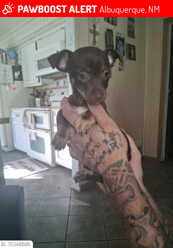 Albuquerque, NM Lost Female Dog, Reese's Is Missing | PawBoost