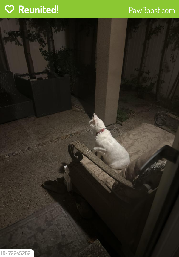 Reunited Female Cat in Anaheim, CA 92805 (ID: 72245262) | PawBoost