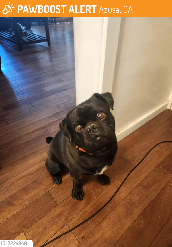 Azusa, CA Stray Male Dog Found Near By the Azusa Public Library on ...
