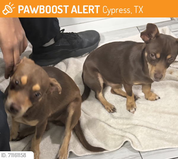 Cypress, TX Stray Dog Found Near Quiet Ridge & King Cypress Lane | PawBoost