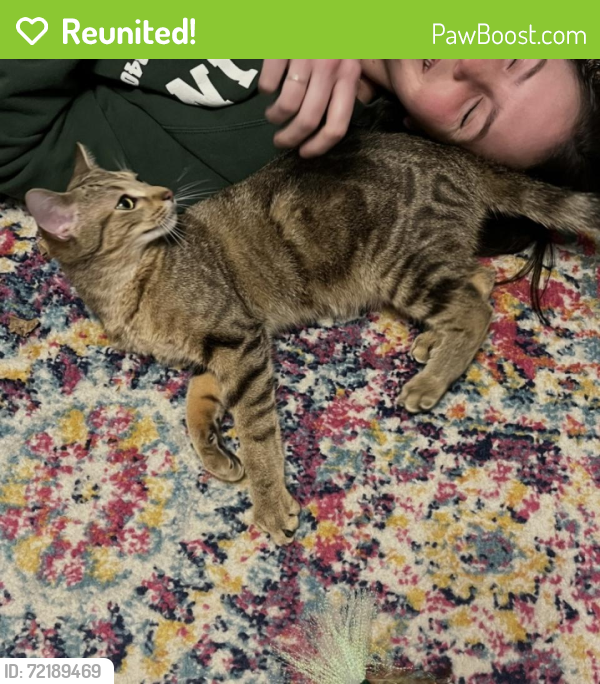 Reunited Female Cat in White Lake Township, MI 48383 (ID: 72189469 ...